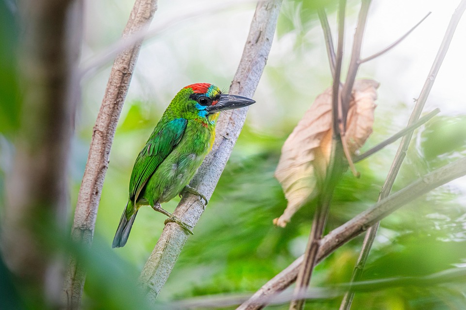Red-Throated Barbet Bird Animal - Free photo on Pixabay - Pixabay