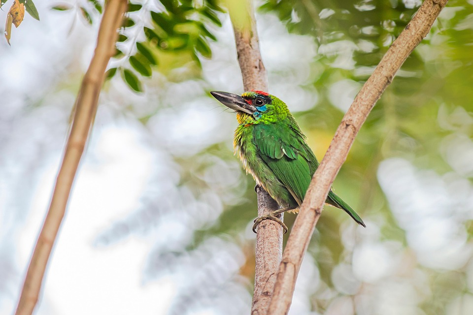 Red-Throated Barbet Thailand Bird - Free photo on Pixabay