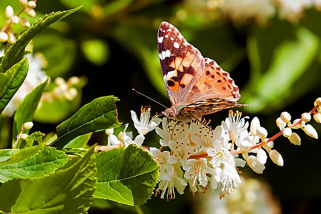 Butterfly Painted Lady Lavender - Free photo on Pixabay