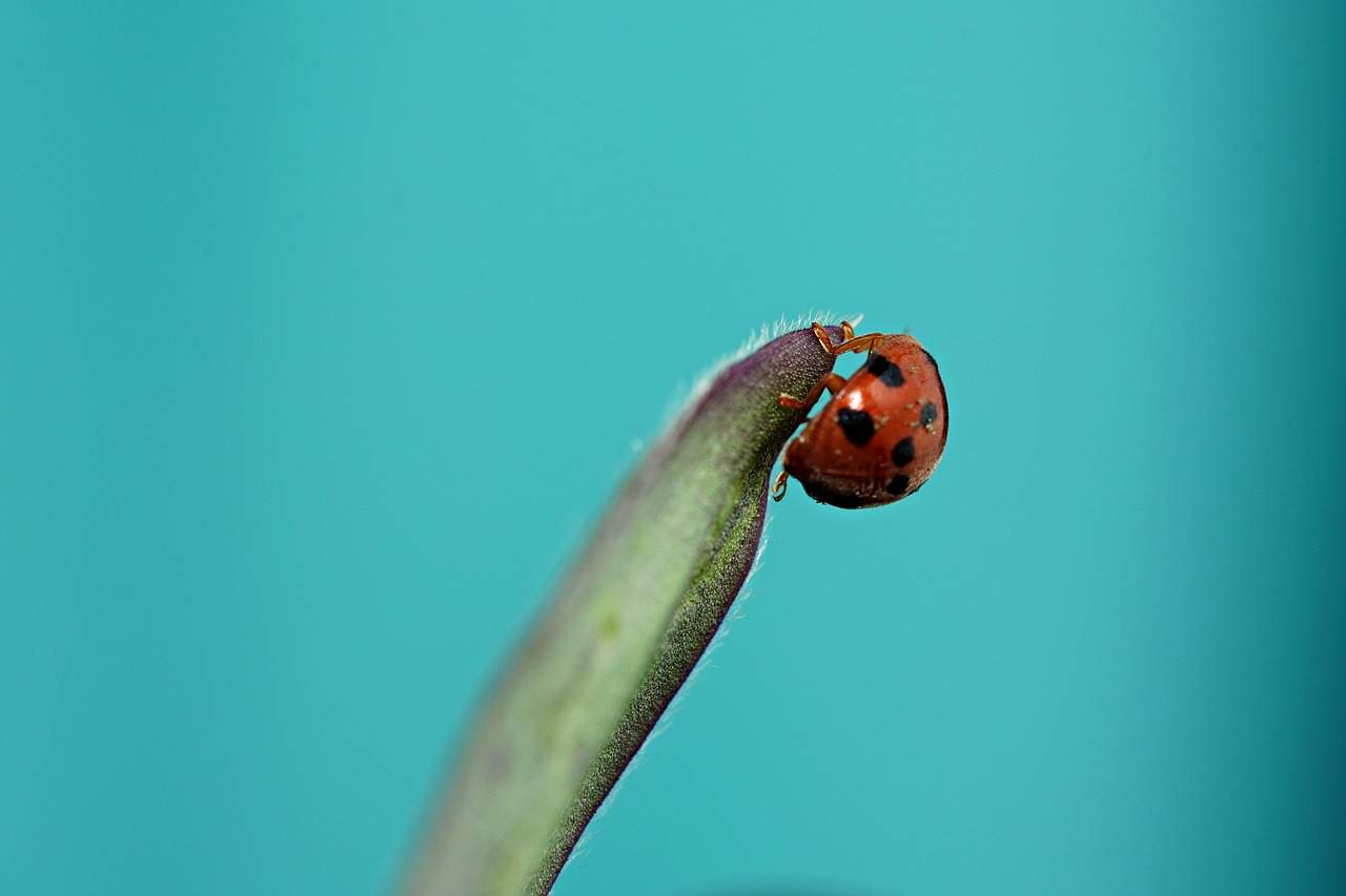 Insecte Coccinelle Entomologie - Photo gratuite sur Pixabay - Pixabay