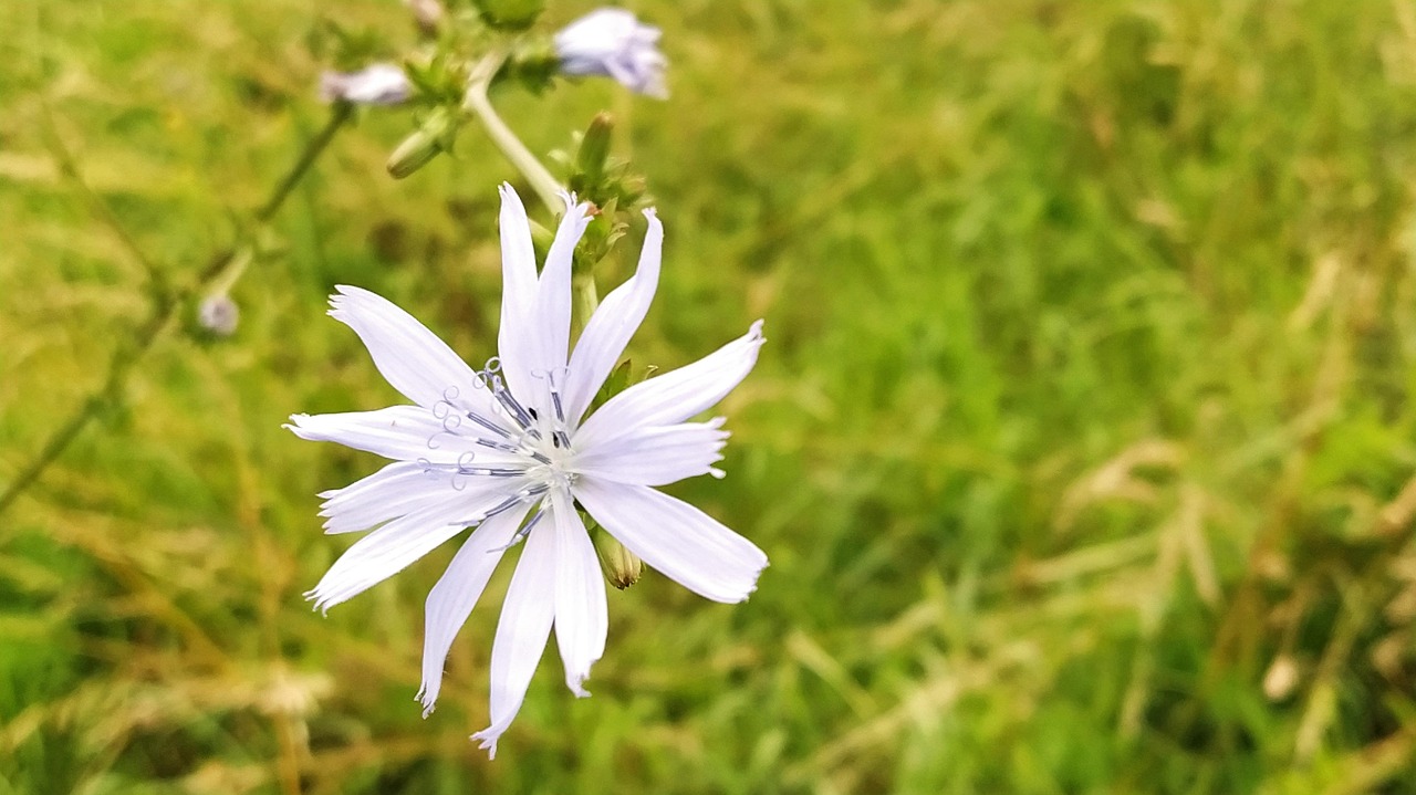 Flower Grass Wild Flowers - Free photo on Pixabay - Pixabay