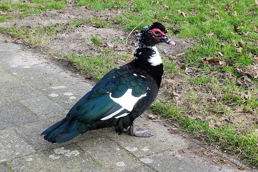 40+ Free ノバリケン & Muscovy Duck Images - Pixabay