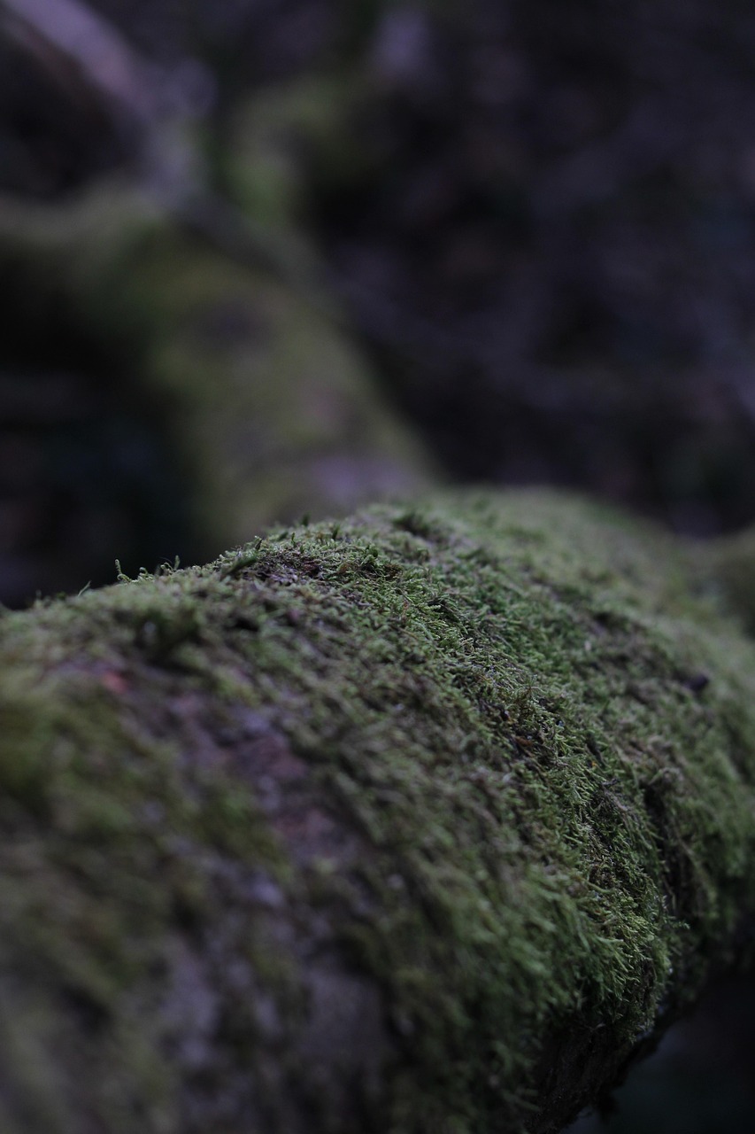 Moss Tree Trunk Forest - Free photo on Pixabay - Pixabay