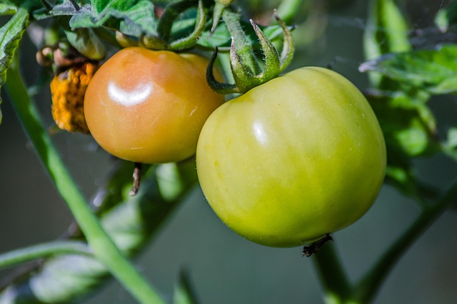 Tomatoes Vegetables Food - Free photo on Pixabay - Pixabay
