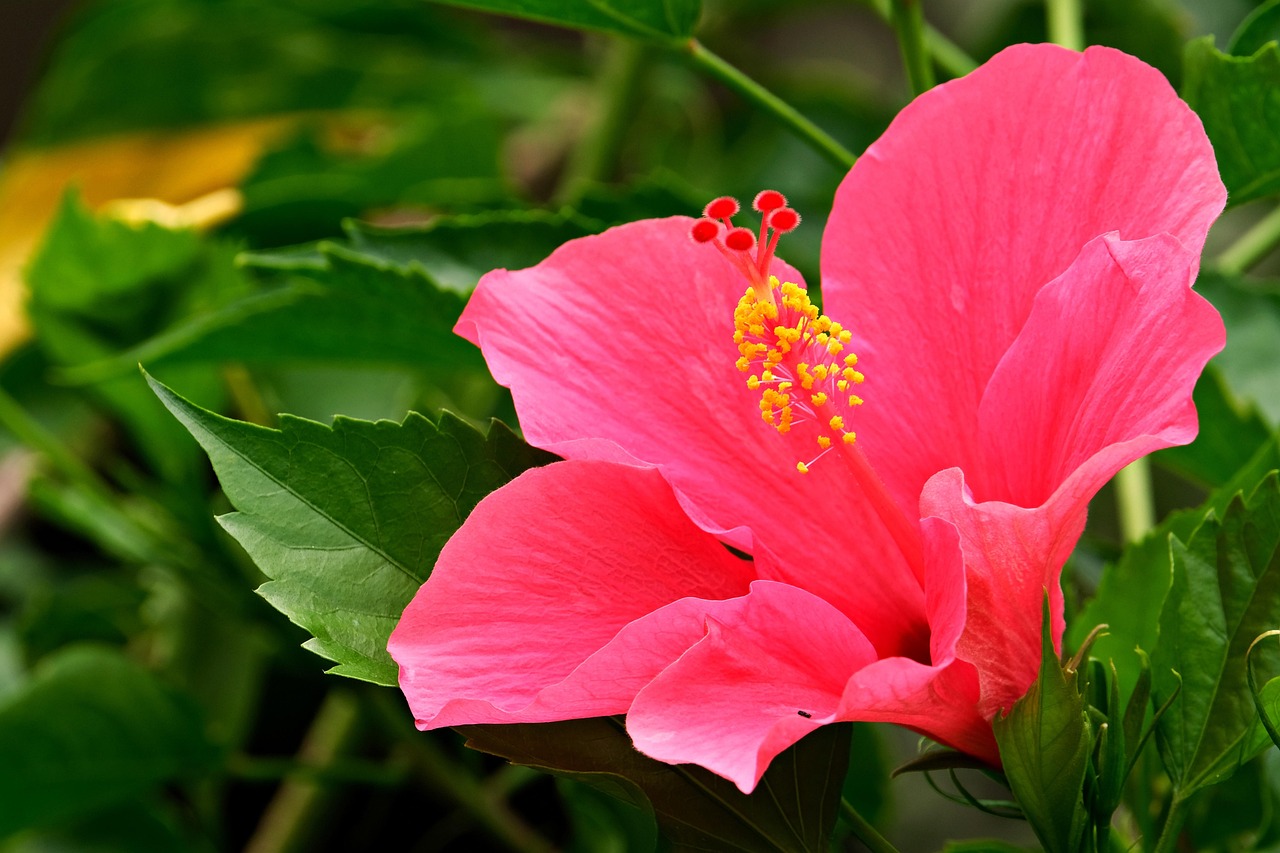 Hibiscus Fleur Rose - Photo gratuite sur Pixabay - Pixabay