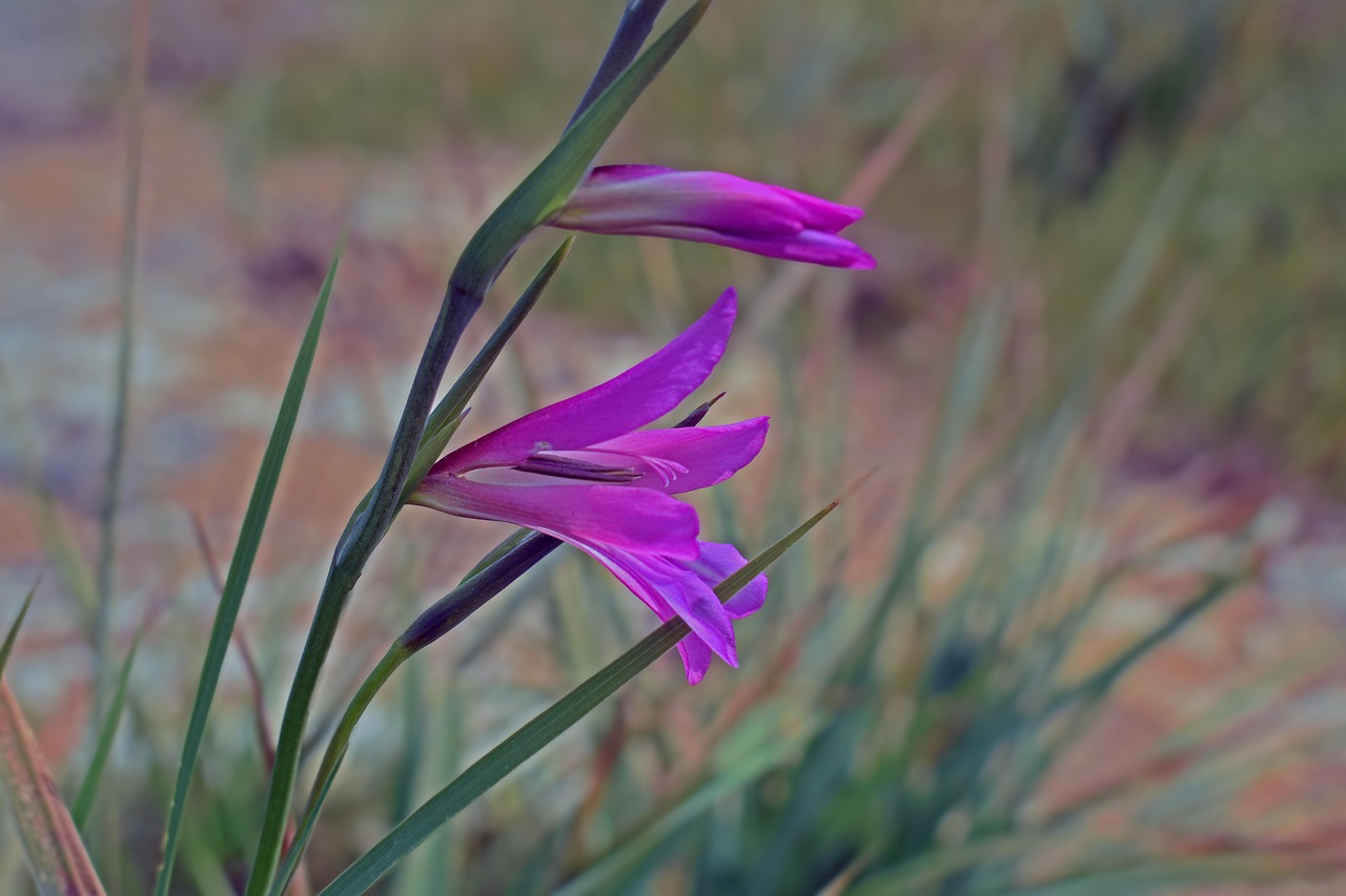 Gladiolos De Campo Flores Planta - Foto gratis en Pixabay - Pixabay