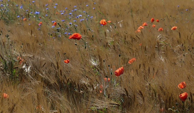 Mohnblumen Blumen Felder Rote - Kostenloses Foto auf Pixabay - Pixabay