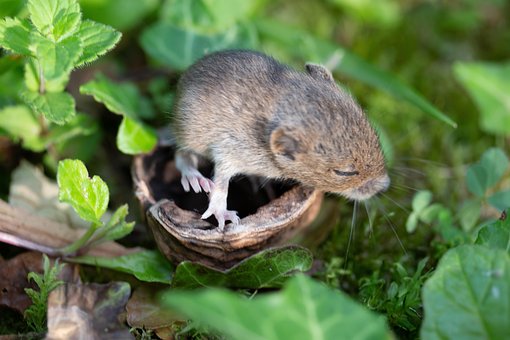 30+ Free Baby Mouse & Mouse Photos - Pixabay