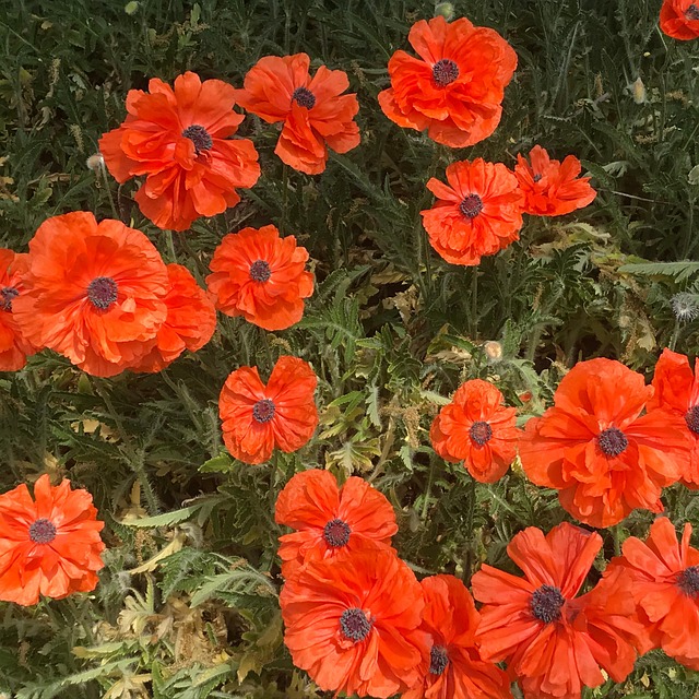Poppy Flower Colorado - Free photo on Pixabay - Pixabay