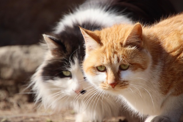 Chats Animaux Domestiques - Photo gratuite sur Pixabay - Pixabay