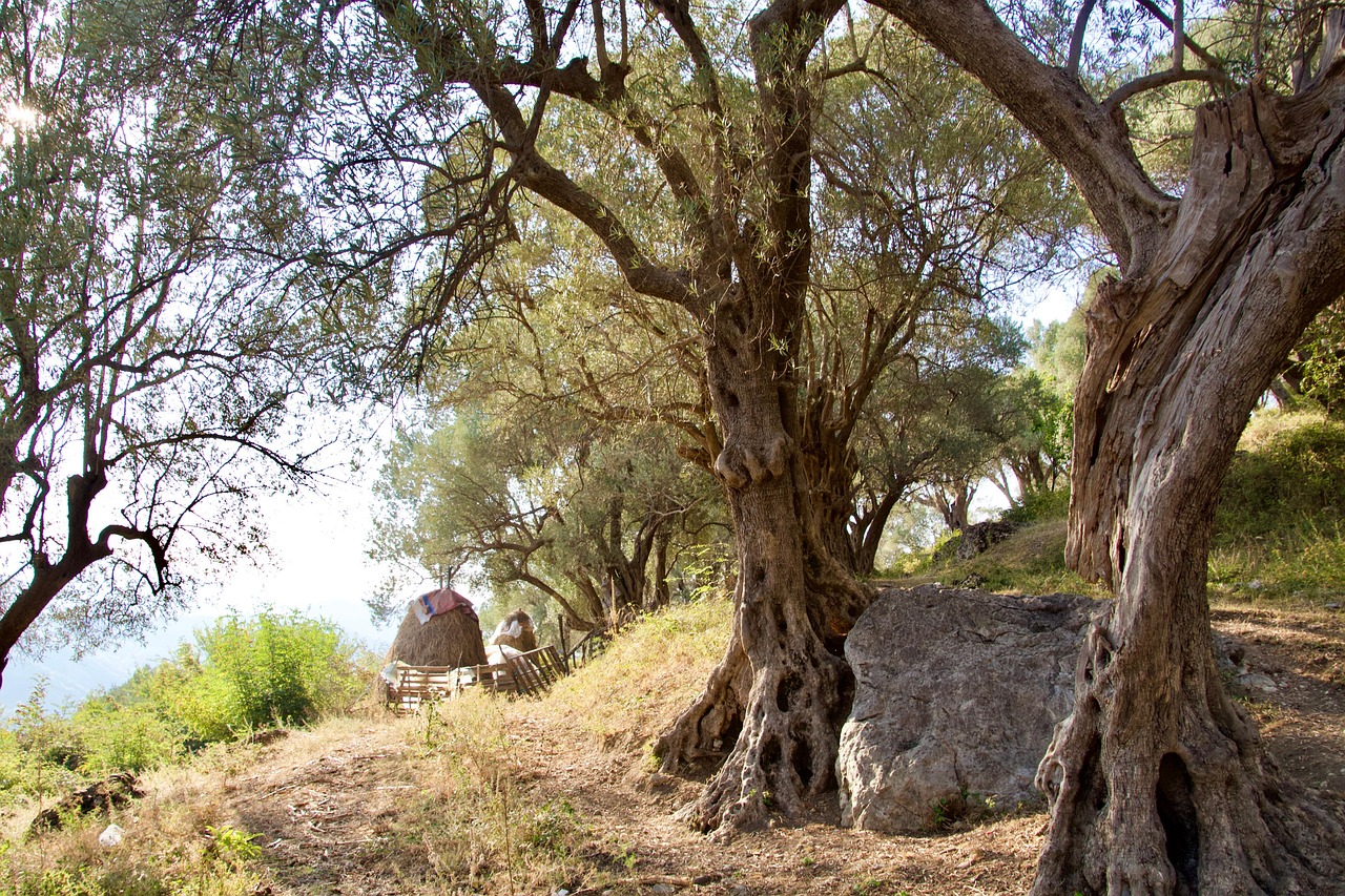 Old Olive Tree Albania - Free photo on Pixabay - Pixabay