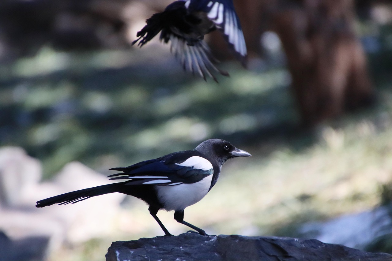 Magpie Bird Rock - Free photo on Pixabay