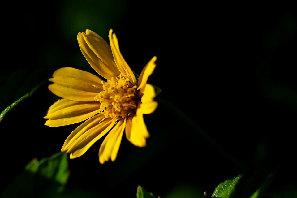 Wedelia Yellow Flower Flora - Free photo on Pixabay - Pixabay