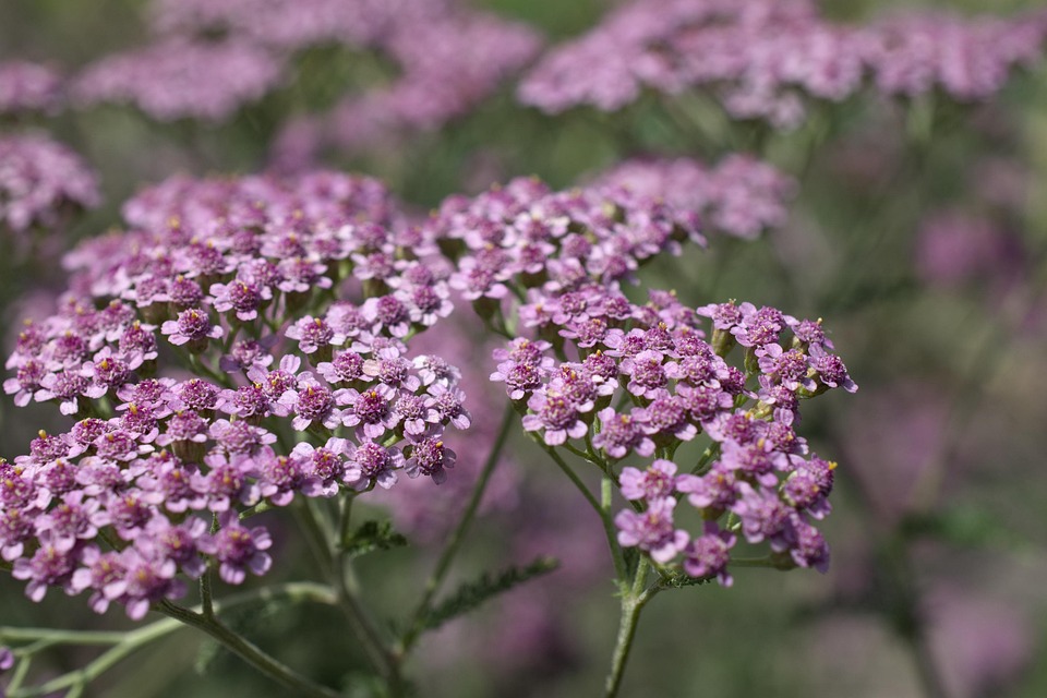 Garden Plant Flower - Free photo on Pixabay