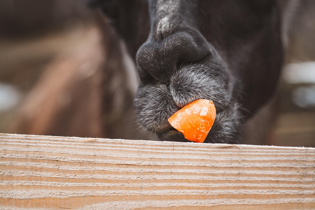 Lama Alimentation Animal - Photo gratuite sur Pixabay - Pixabay