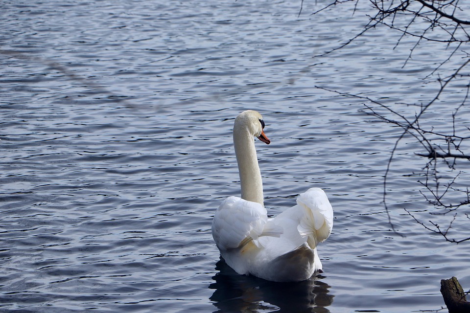 Łabędź Niemy Ptak Wodny - Darmowe zdjęcie na Pixabay