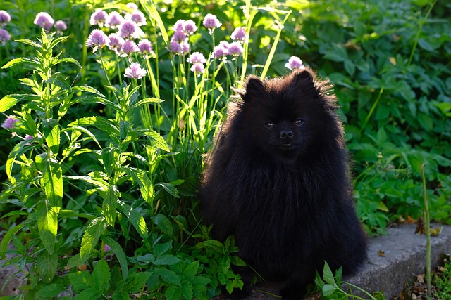 Animal De Companie Câine Canin - Fotografie gratuită pe Pixabay