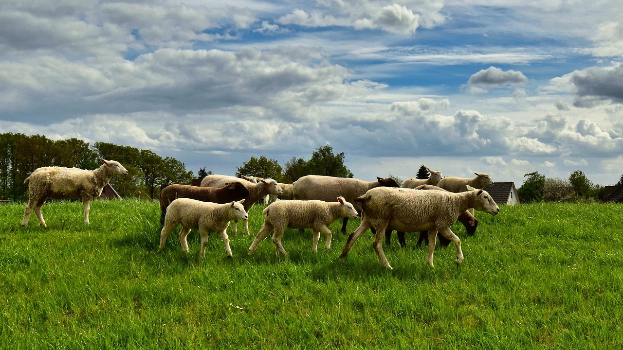 Animals Sheep Pasture - Free photo on Pixabay - Pixabay