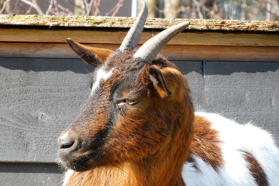 Get Djur Boskap - Gratis foto på Pixabay