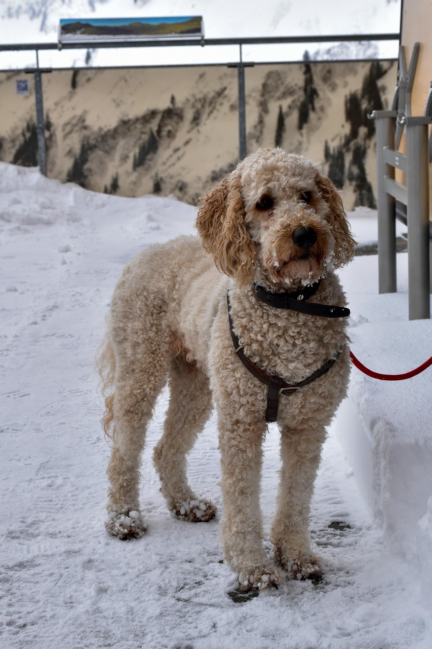 Caniche Chien Animal De Compagnie - Photo gratuite sur Pixabay - Pixabay