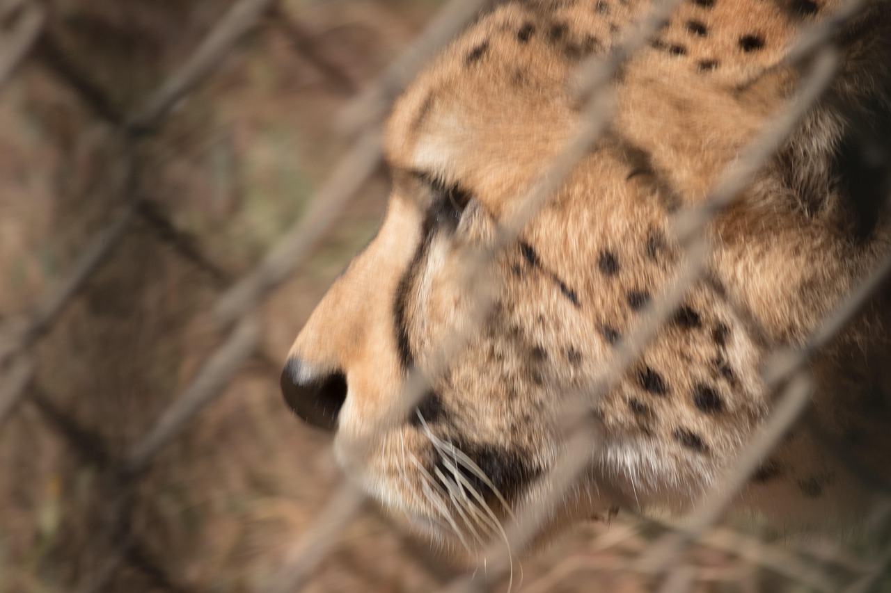 Leopardo Animal Rostro - Foto gratis en Pixabay