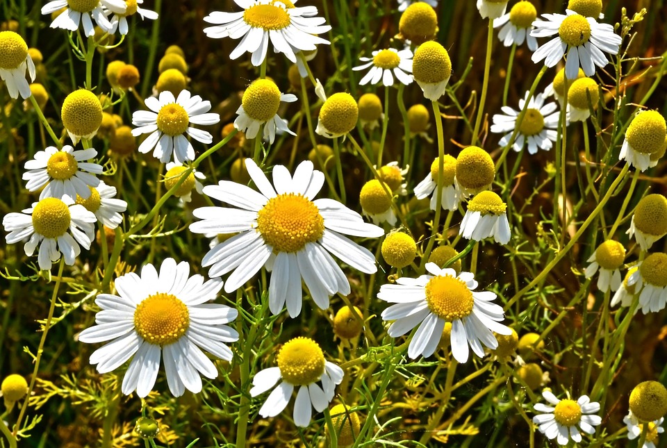 Chamomile Bunga Aster Bunga-Bunga - Foto gratis di Pixabay - Pixabay