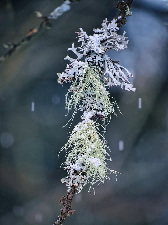 Lichen Nature Forest - Free photo on Pixabay - Pixabay