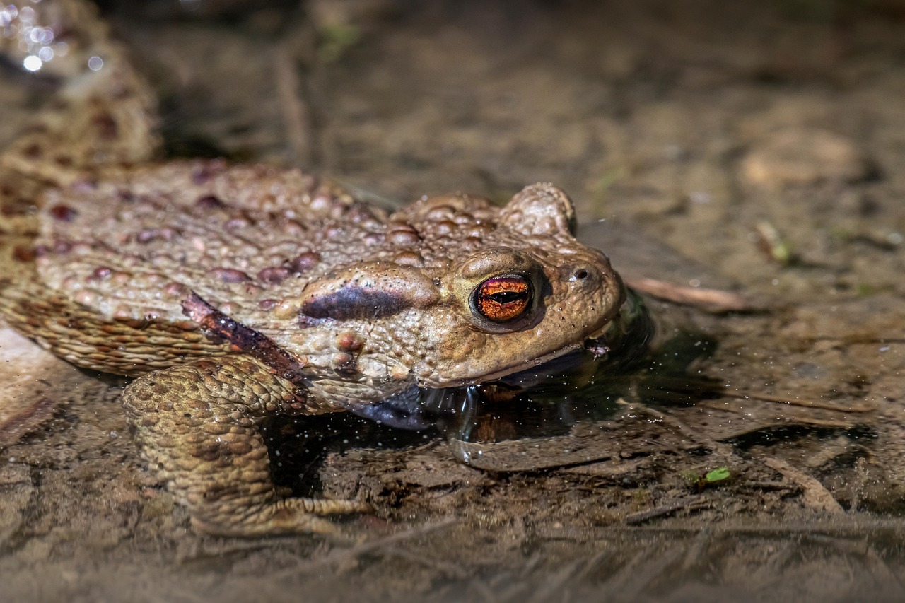 Frog Animal Pond - Free photo on Pixabay - Pixabay