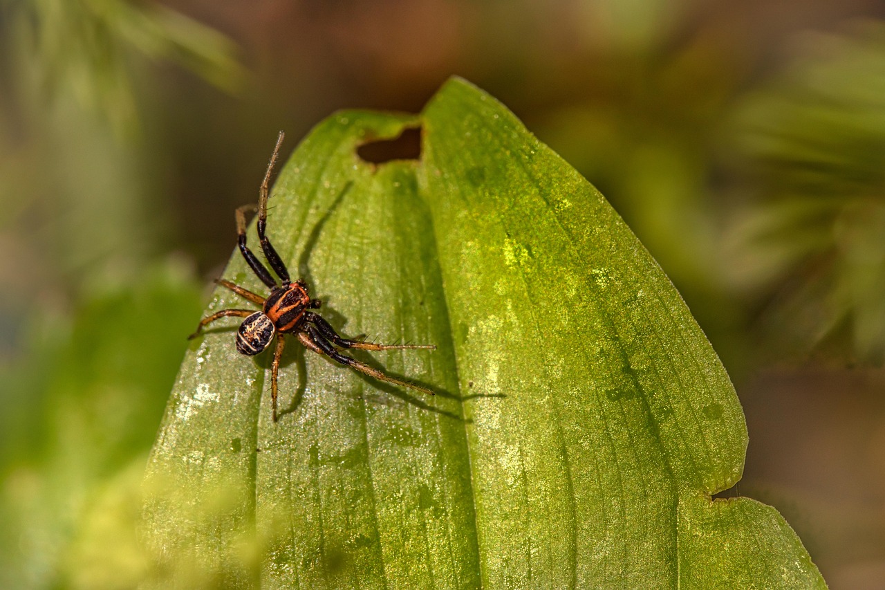 Spider Arachnid Weaver - Free photo on Pixabay - Pixabay