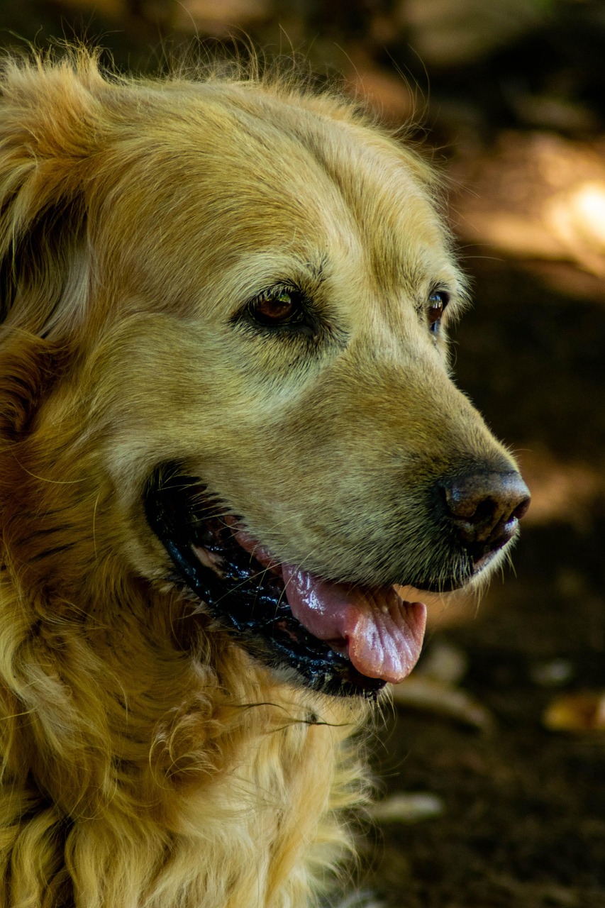 Cachorro Bicho De Estimação Canino - Foto gratuita no Pixabay - Pixabay