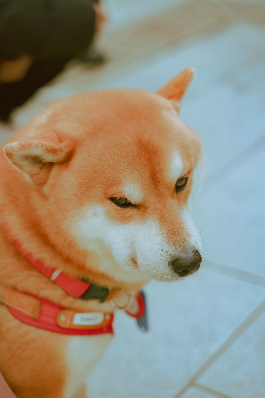 Shiba Dog Pet - Free photo on Pixabay