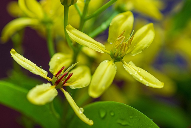 Goldene Thryallis Blumen Gelbe - Kostenloses Foto auf Pixabay - Pixabay