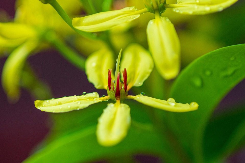 Golden Thryallis Flowers Yellow - Free photo on Pixabay