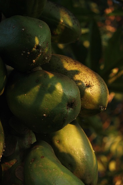 Papaye Fruit Plantes - Photo gratuite sur Pixabay - Pixabay