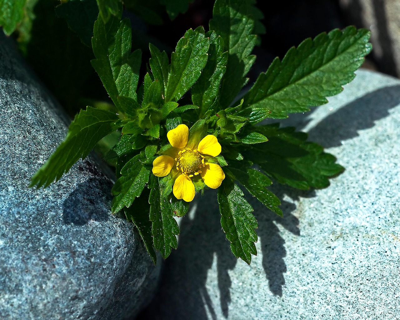 Common Cinquefoil Wild Flower Sea - Free photo on Pixabay - Pixabay