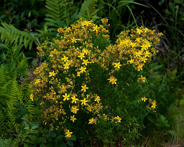 St John S Wort Flowers Yellow Free Photo On Pixabay Pixabay