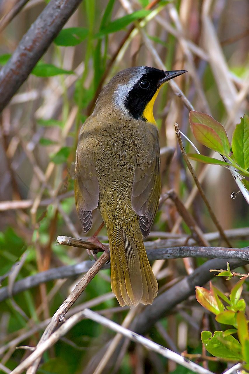 20+ Free Common Warbler & Warbler Images - Pixabay