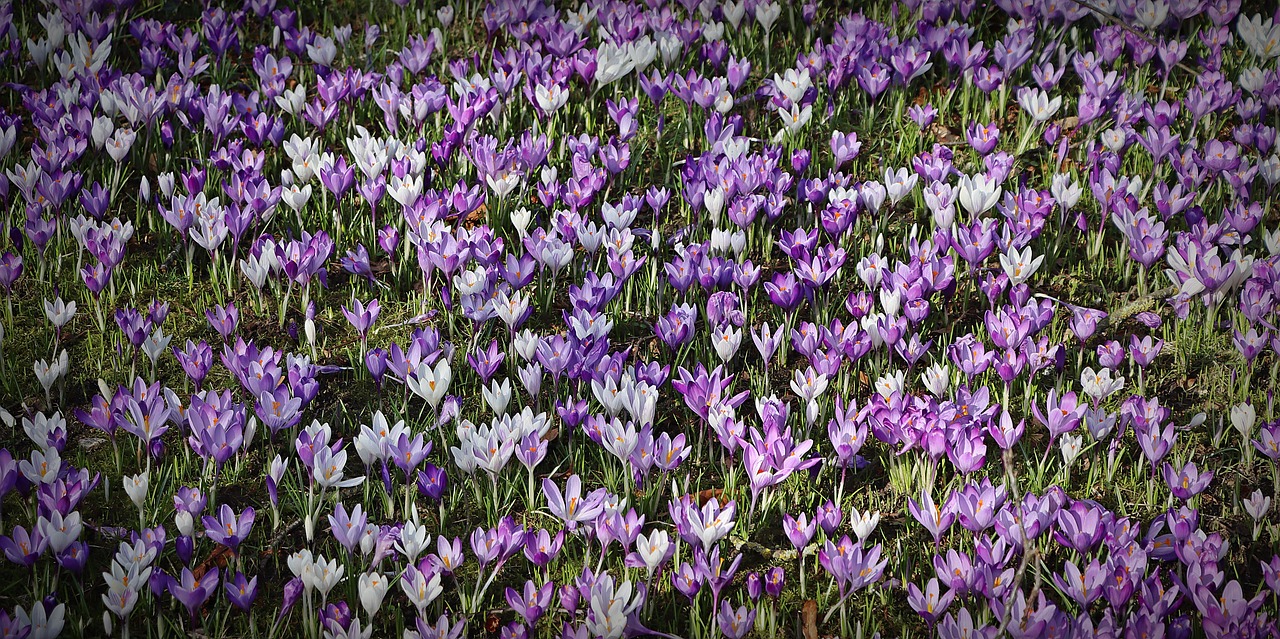 Blumen Krokus Garten - Kostenloses Foto auf Pixabay - Pixabay