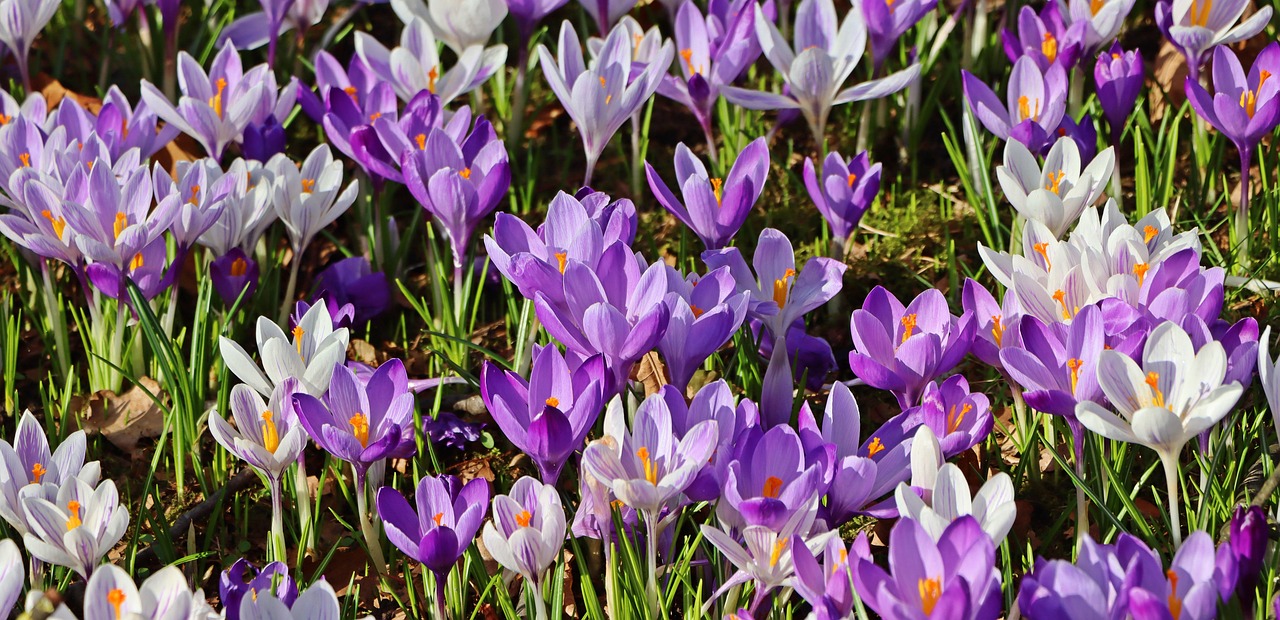 Fleurs Crocus Jardin Le - Photo gratuite sur Pixabay - Pixabay