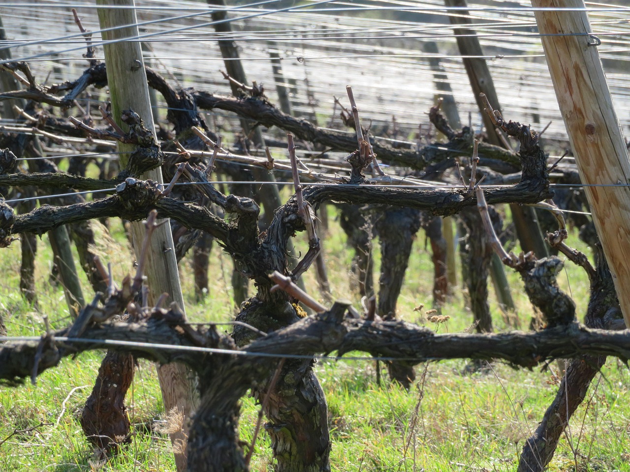 Rebstock Vineyard Pruning Cut - Free photo on Pixabay - Pixabay