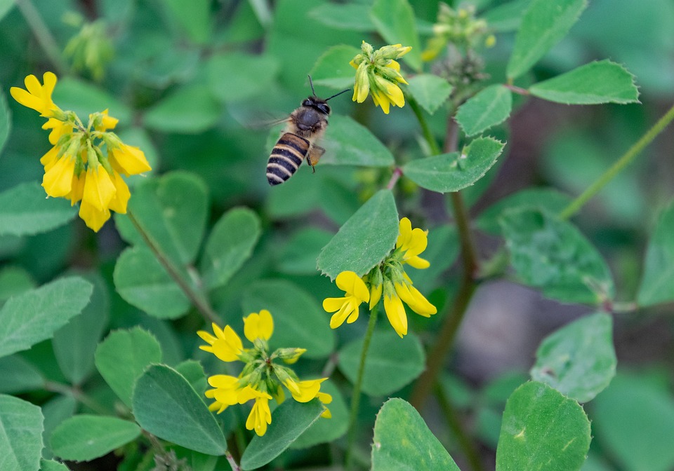 Flowers Bee Pollination - Free photo on Pixabay - Pixabay
