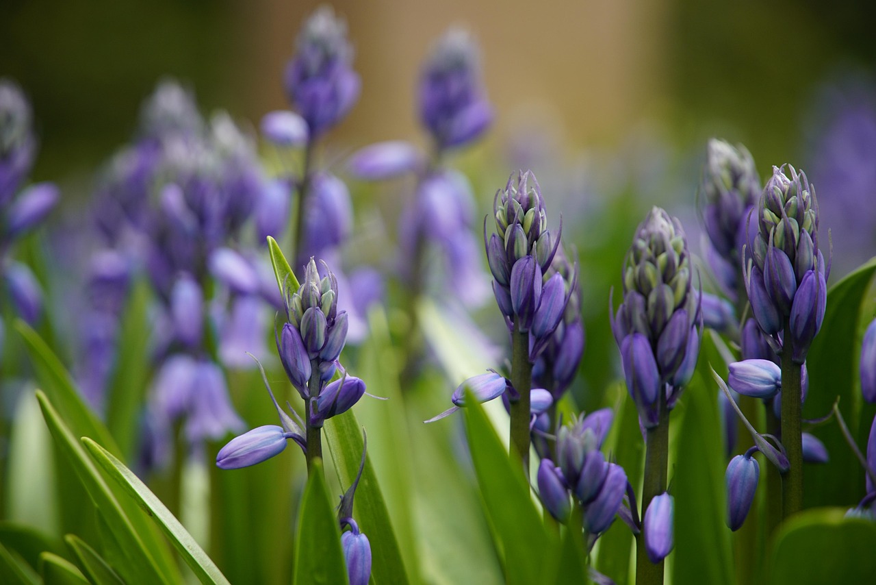 Page 8 - 1,000+ Free Hyacinth & Nature Photos - Pixabay