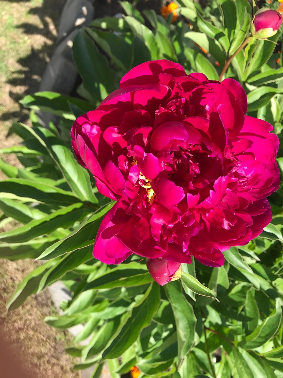 Bunga Peony Merah Jambu - Foto gratis di Pixabay - Pixabay