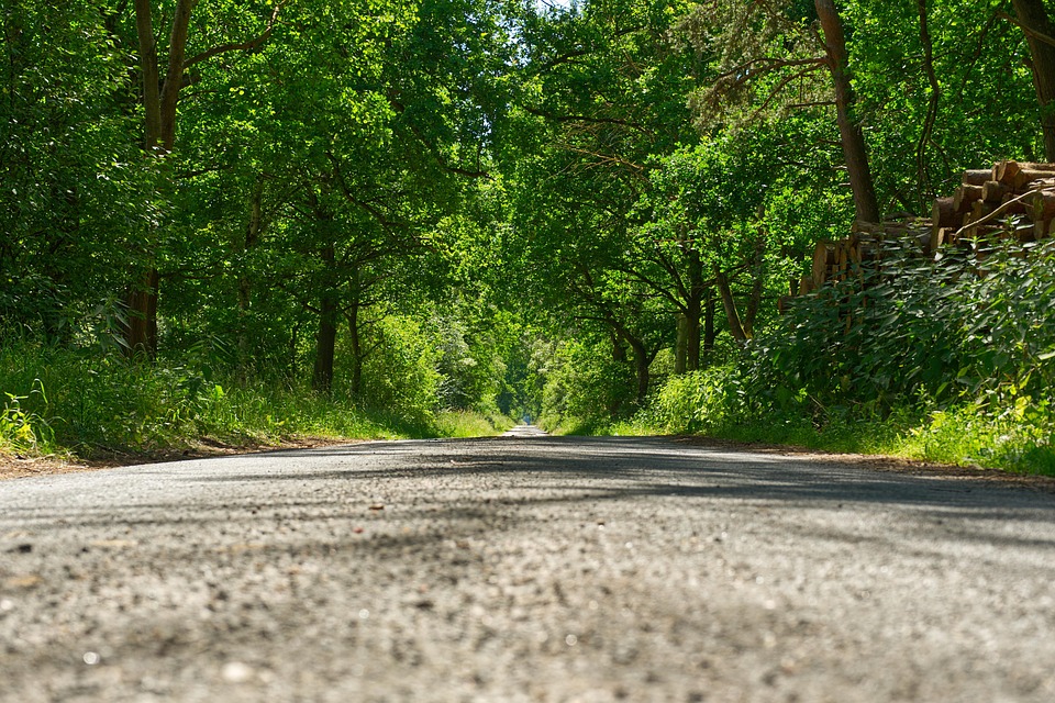 Forest Nature Road - Free photo on Pixabay