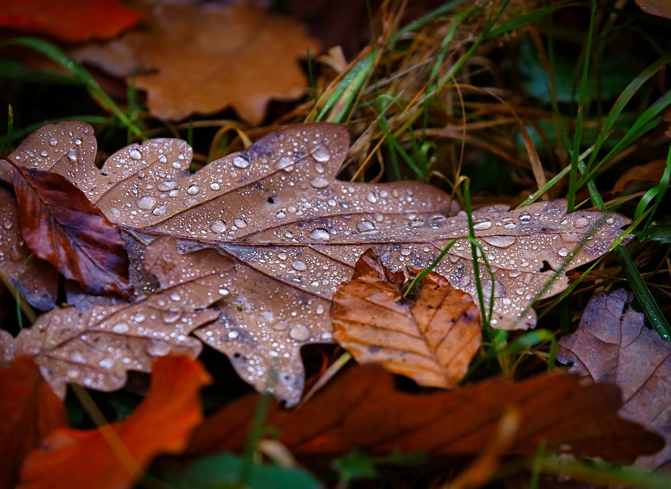 Feuilles Nature Automne - Photo gratuite sur Pixabay