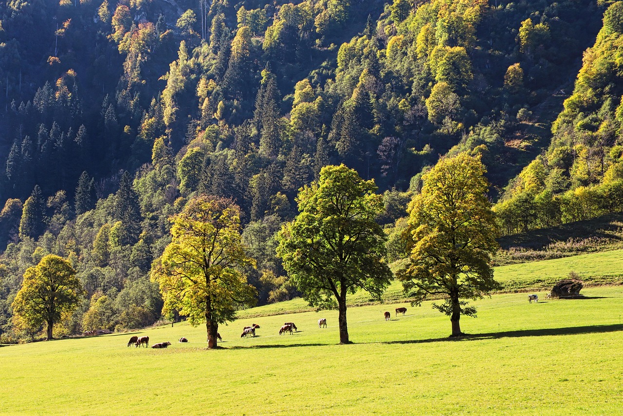 Nature Outdoors Pasture - Free photo on Pixabay