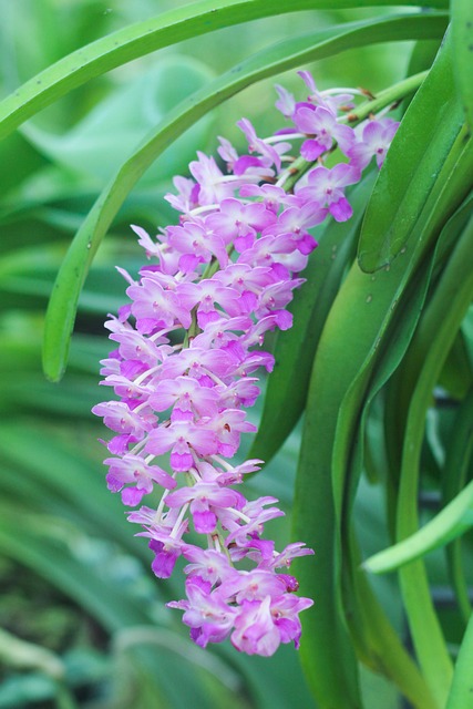 Orchidee Lilane Blumen - Kostenloses Foto auf Pixabay - Pixabay