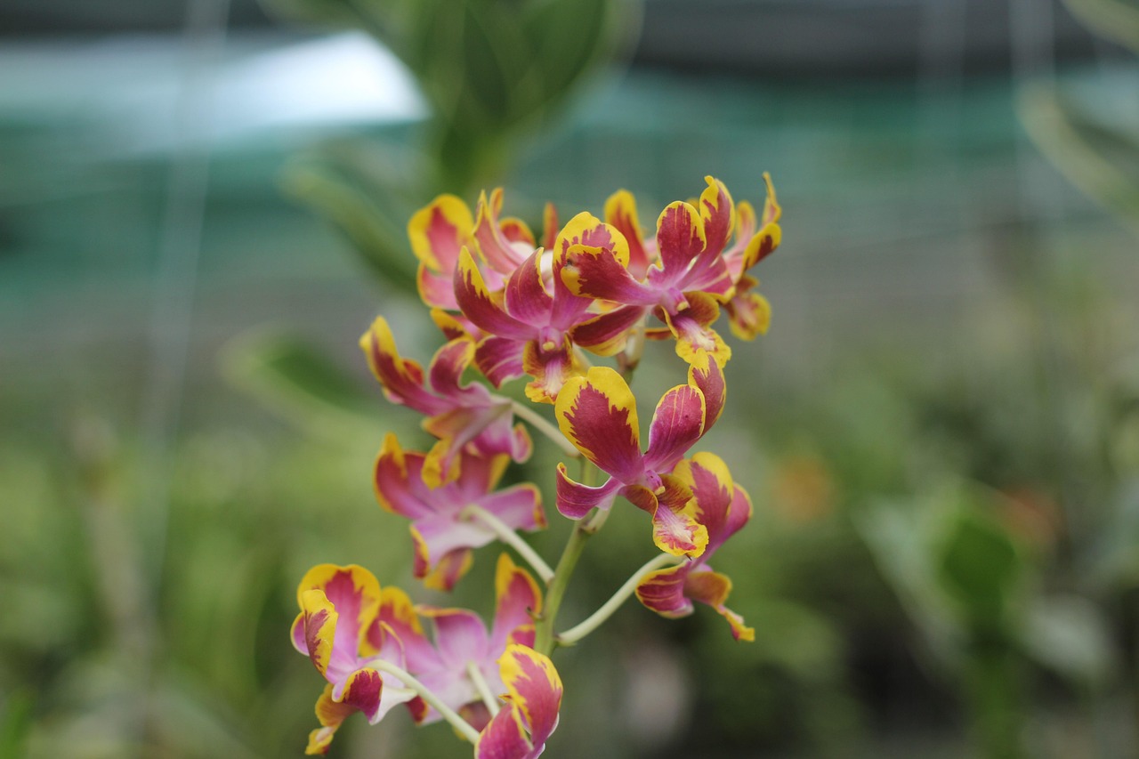 Moth Orchid Orchidée Le Rouge Et - Photo gratuite sur Pixabay - Pixabay