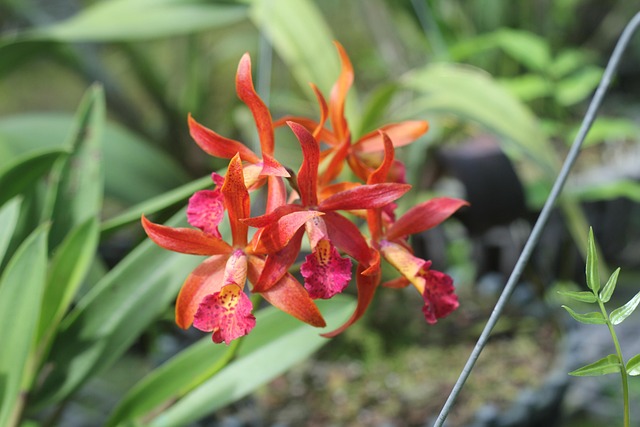 Cattleya Orquídeas Flores - Foto gratis en Pixabay - Pixabay