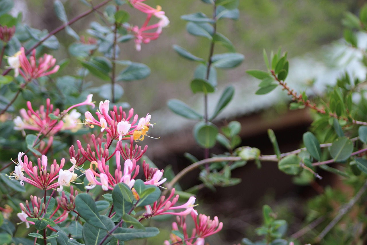 Flowers Honeysuckle Blossom - Free photo on Pixabay